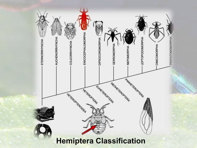 Order Hemiptera and their important families | PPTX