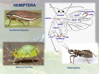 Order Hemiptera and their important families | PPTX