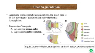 ENT-501 INSECT HEAD powerpoint presentation.pptx