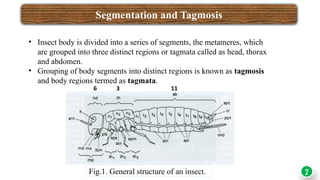 ENT-501 INSECT HEAD powerpoint presentation.pptx