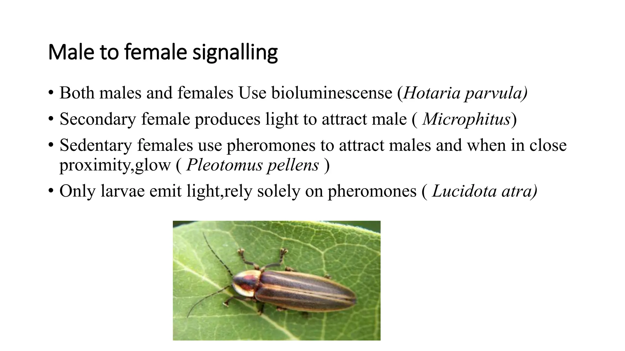 Physiology of bioluminescense in insects | PPT