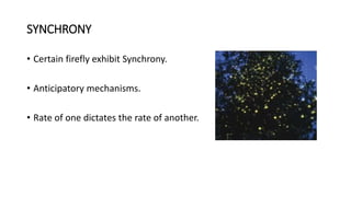 Physiology of bioluminescense in insects | PPT