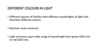 Physiology of bioluminescense in insects | PPT