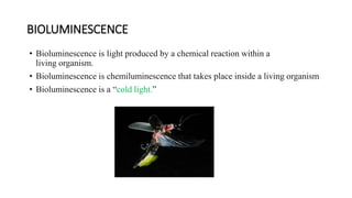 Physiology of bioluminescense in insects | PPTX