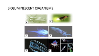 Physiology of bioluminescense in insects | PPT