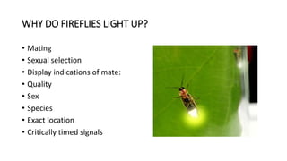 Physiology of bioluminescense in insects | PPT