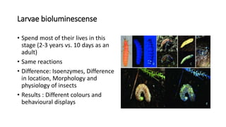 Physiology of bioluminescense in insects | PPTX