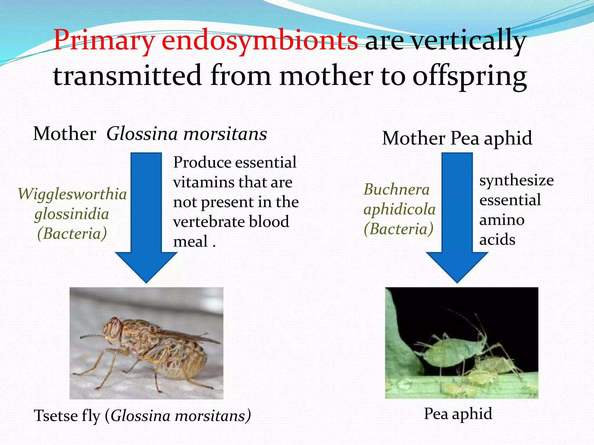 Relation of Insect Endosymbionts with Immunity System. | PPTX