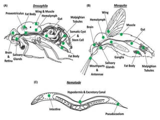 Relation of Insect Endosymbionts with Immunity System. | PPTX