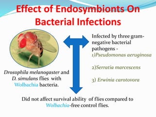 Relation of Insect Endosymbionts with Immunity System. | PPTX