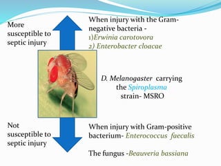 Relation of Insect Endosymbionts with Immunity System. | PPTX
