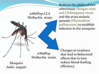 Relation of Insect Endosymbionts with Immunity System. | PPTX