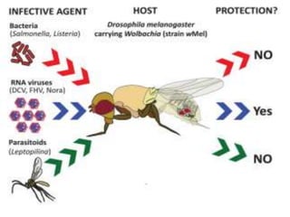 Relation of Insect Endosymbionts with Immunity System. | PPTX