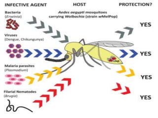 Relation of Insect Endosymbionts with Immunity System. | PPTX