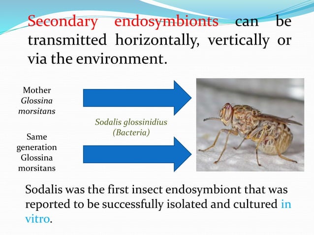 Relation of Insect Endosymbionts with Immunity System. | PPTX ...