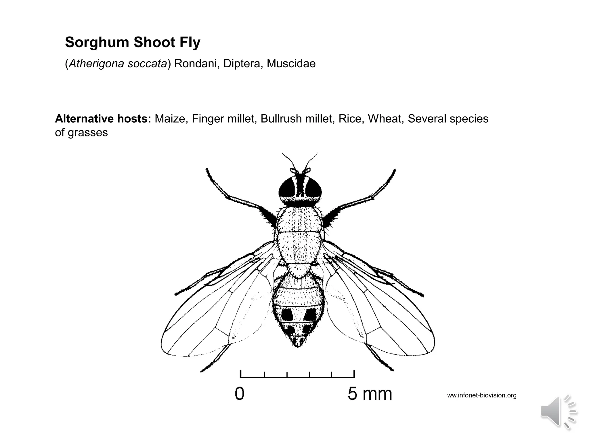 Ent-506-2 Insect Pests of Maize and Sorghum.pdf