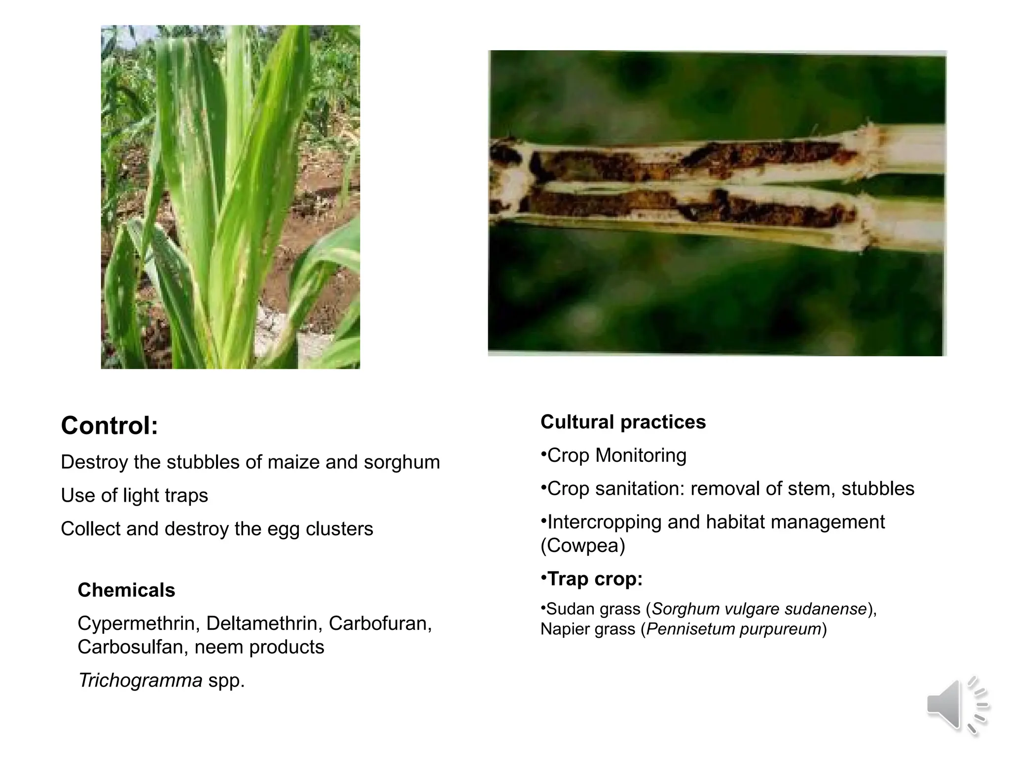 Ent-506-2 Insect Pests of Maize and Sorghum.pdf