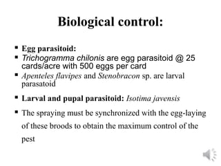 Ent-506-2 Insect Pests of Maize and Sorghum.pdf