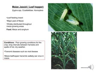 Ent-506-2 Insect Pests of Maize and Sorghum.pdf
