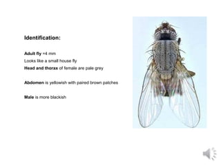 Ent-506-2 Insect Pests of Maize and Sorghum.pdf