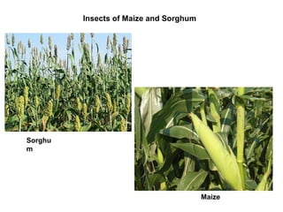 Ent-506-2 Insect Pests of Maize and Sorghum.pdf