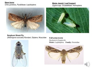 Ent-506-2 Insect Pests of Maize and Sorghum.pdf