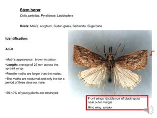 Ent-506-2 Insect Pests of Maize and Sorghum.pdf
