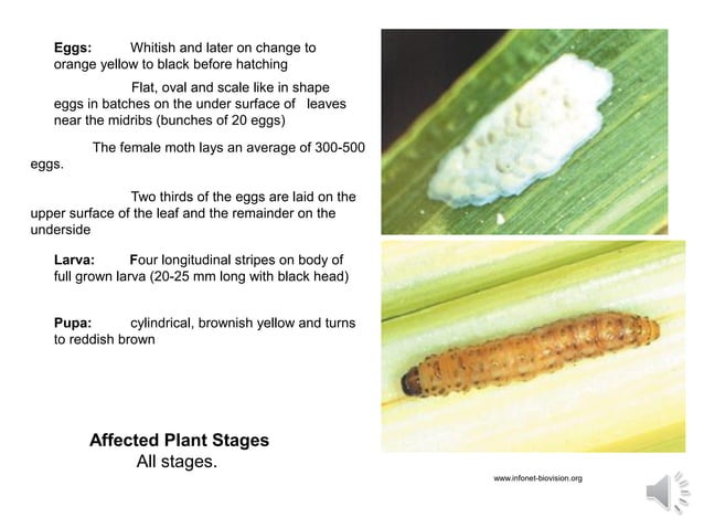 Ent-506-2 Insect Pests of Maize and Sorghum.pdf