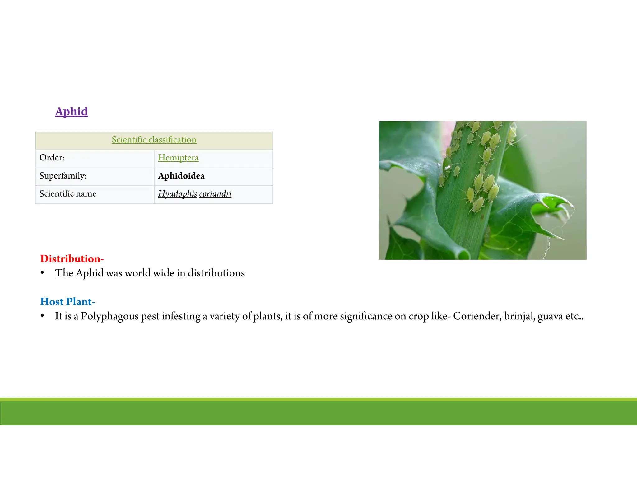 Pest of Coriander Pest of Horticulture & Plantation crops ENT-512 HP.pdf