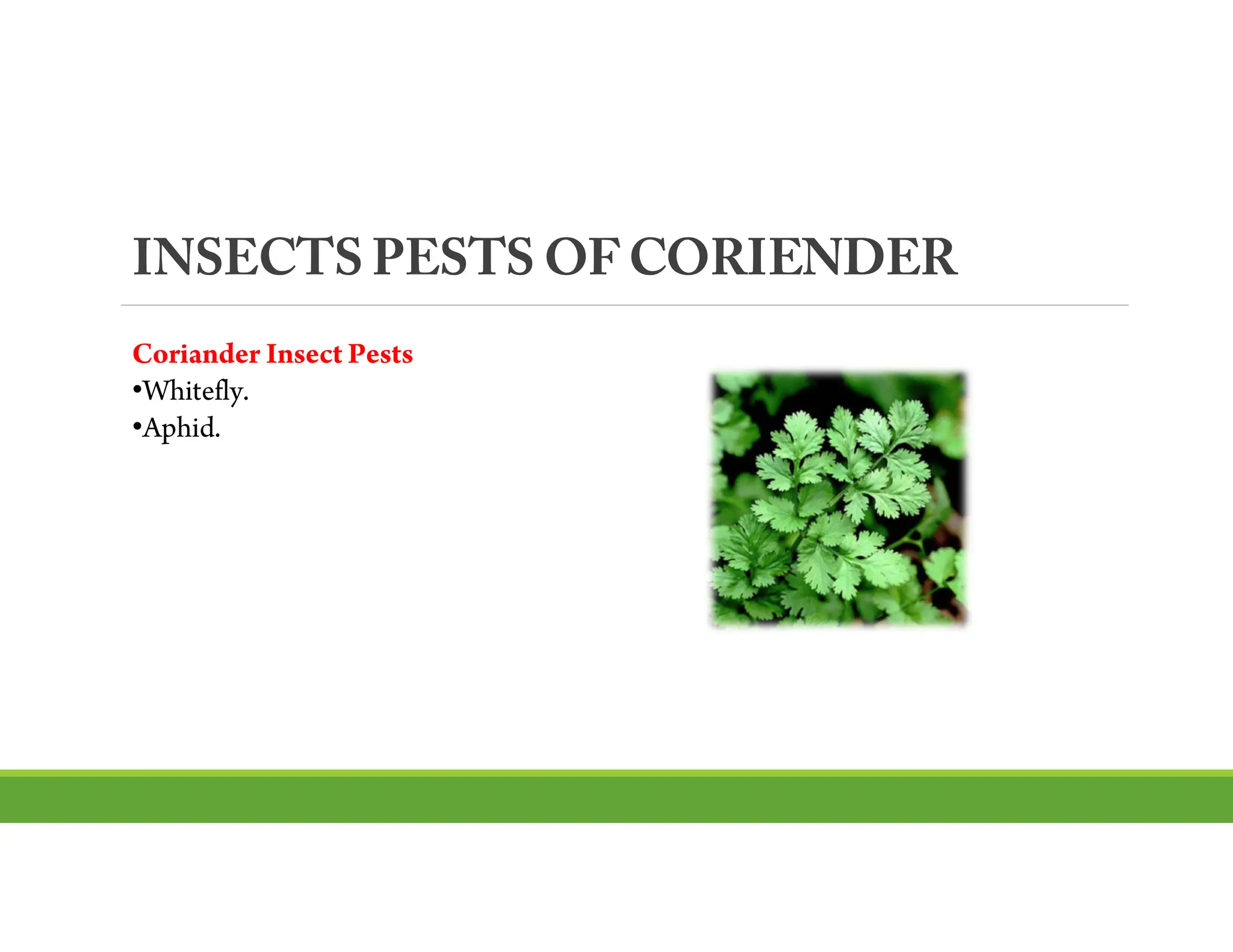 Pest of Coriander Pest of Horticulture & Plantation crops ENT-512 HP.pdf