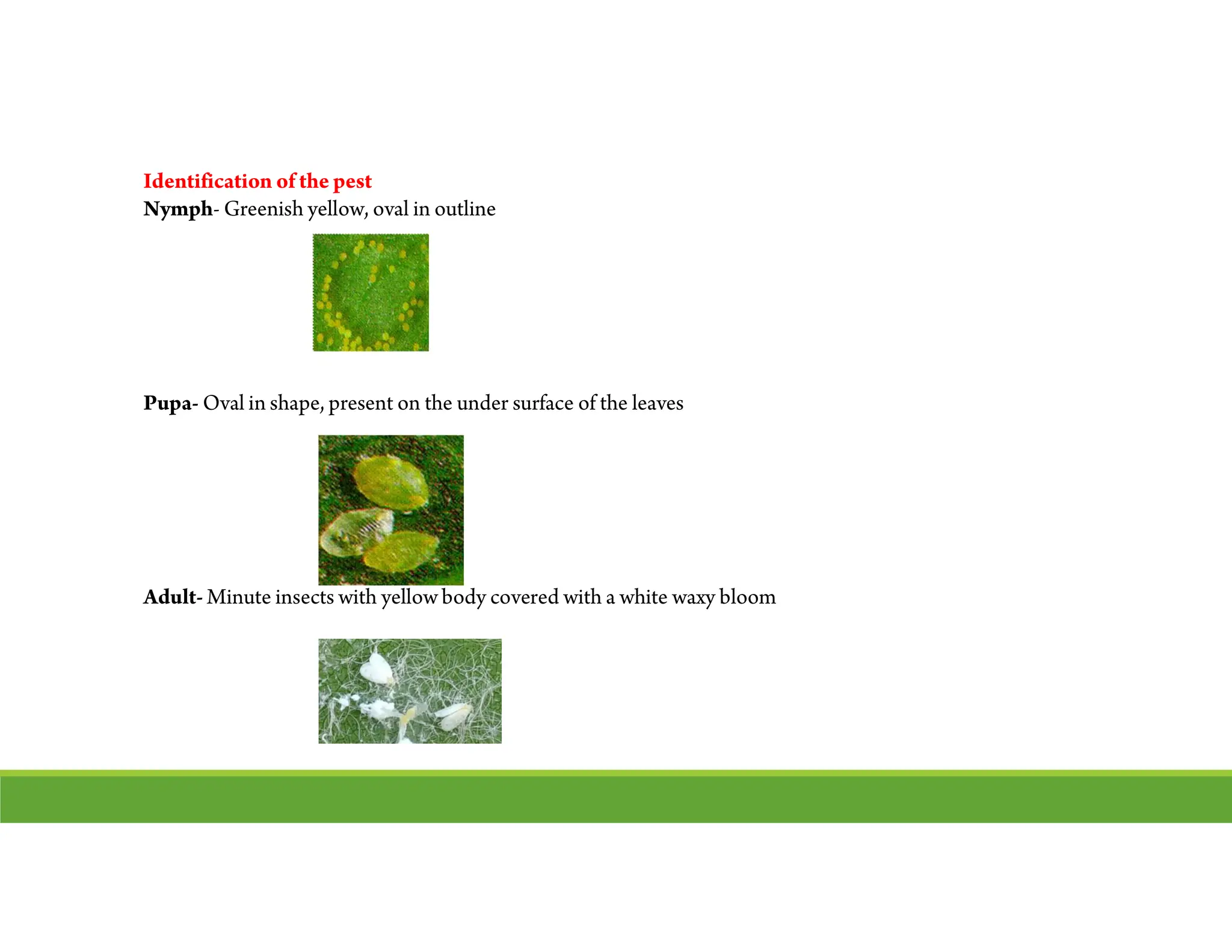 Pest of Coriander Pest of Horticulture & Plantation crops ENT-512 HP.pdf