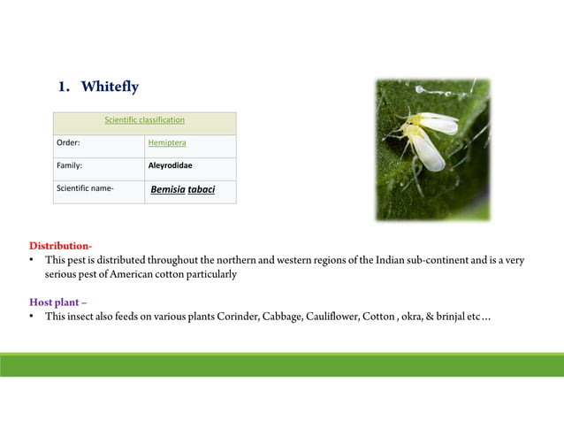 Pest of Coriander Pest of Horticulture & Plantation crops ENT-512 HP.pdf