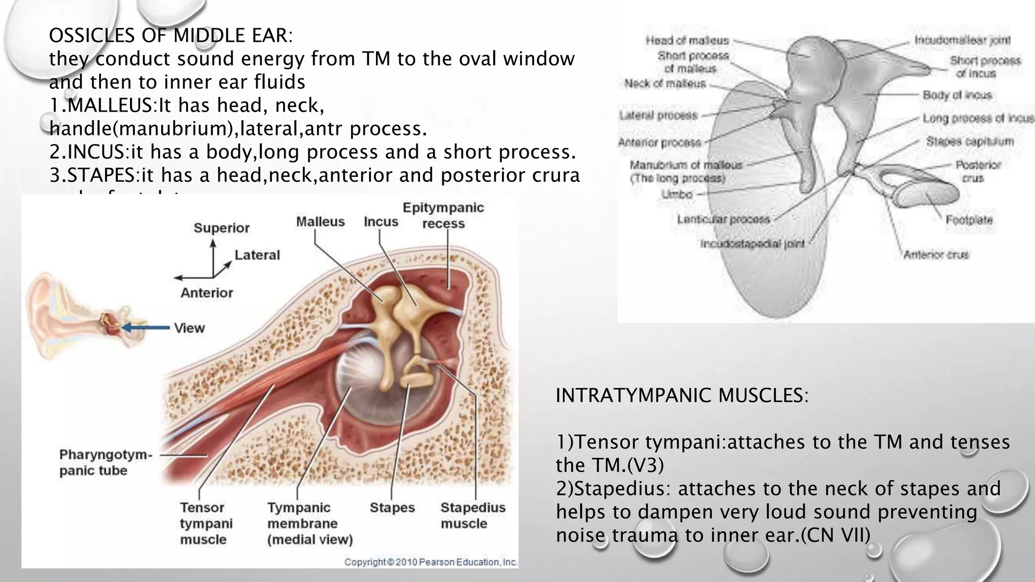 ANATOMY AND PHYSIOLOGY OF EAR, NOSE, THROAT and NEWER INVESTIGATION ...