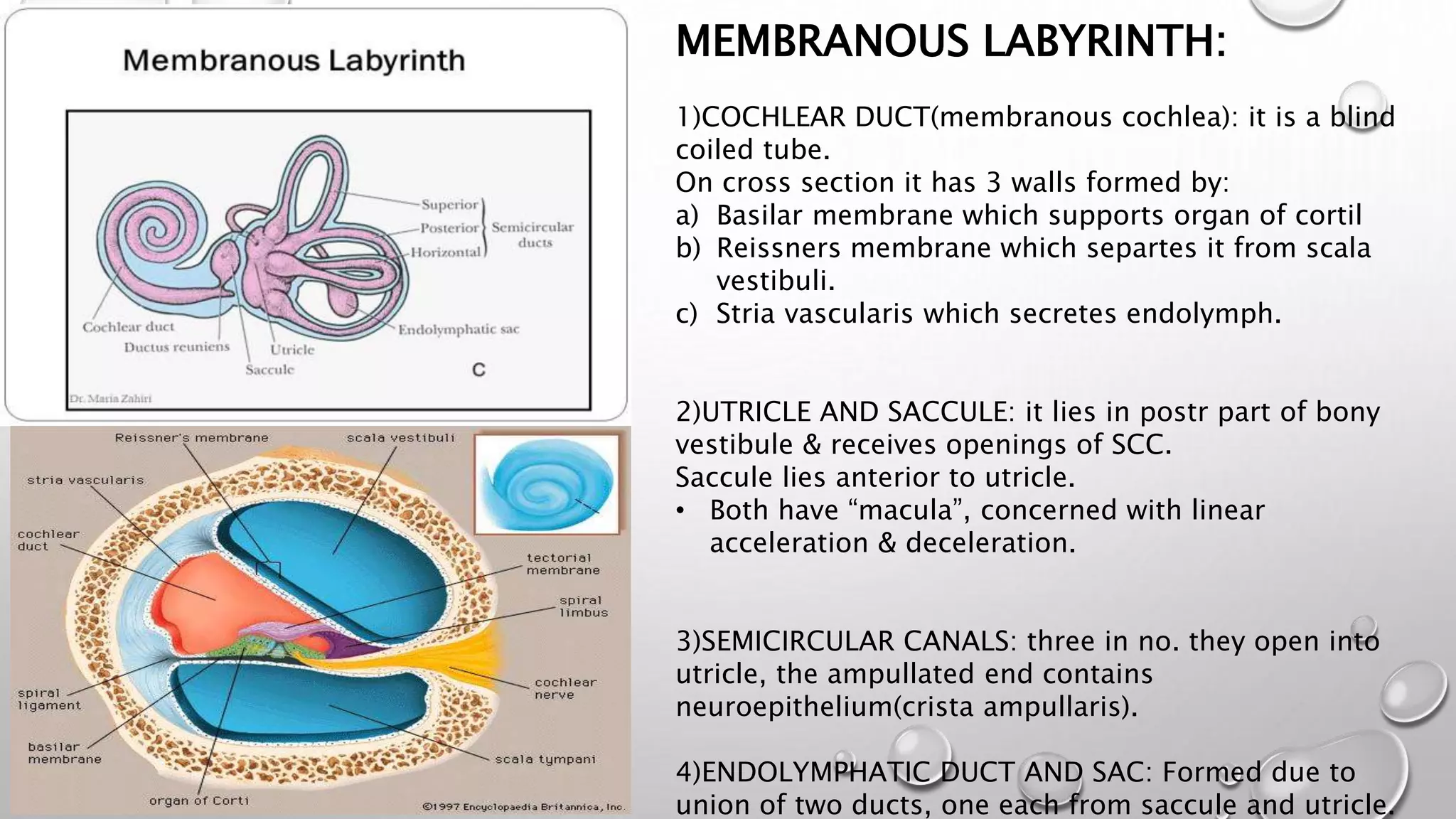 ANATOMY AND PHYSIOLOGY OF EAR, NOSE, THROAT and NEWER INVESTIGATION ...