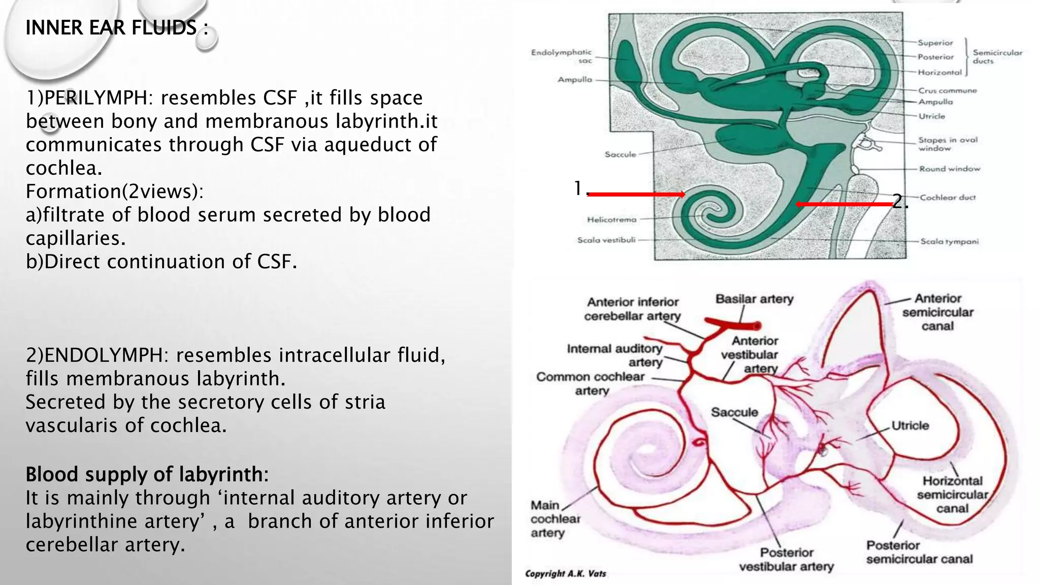 ANATOMY AND PHYSIOLOGY OF EAR, NOSE, THROAT and NEWER INVESTIGATION ...