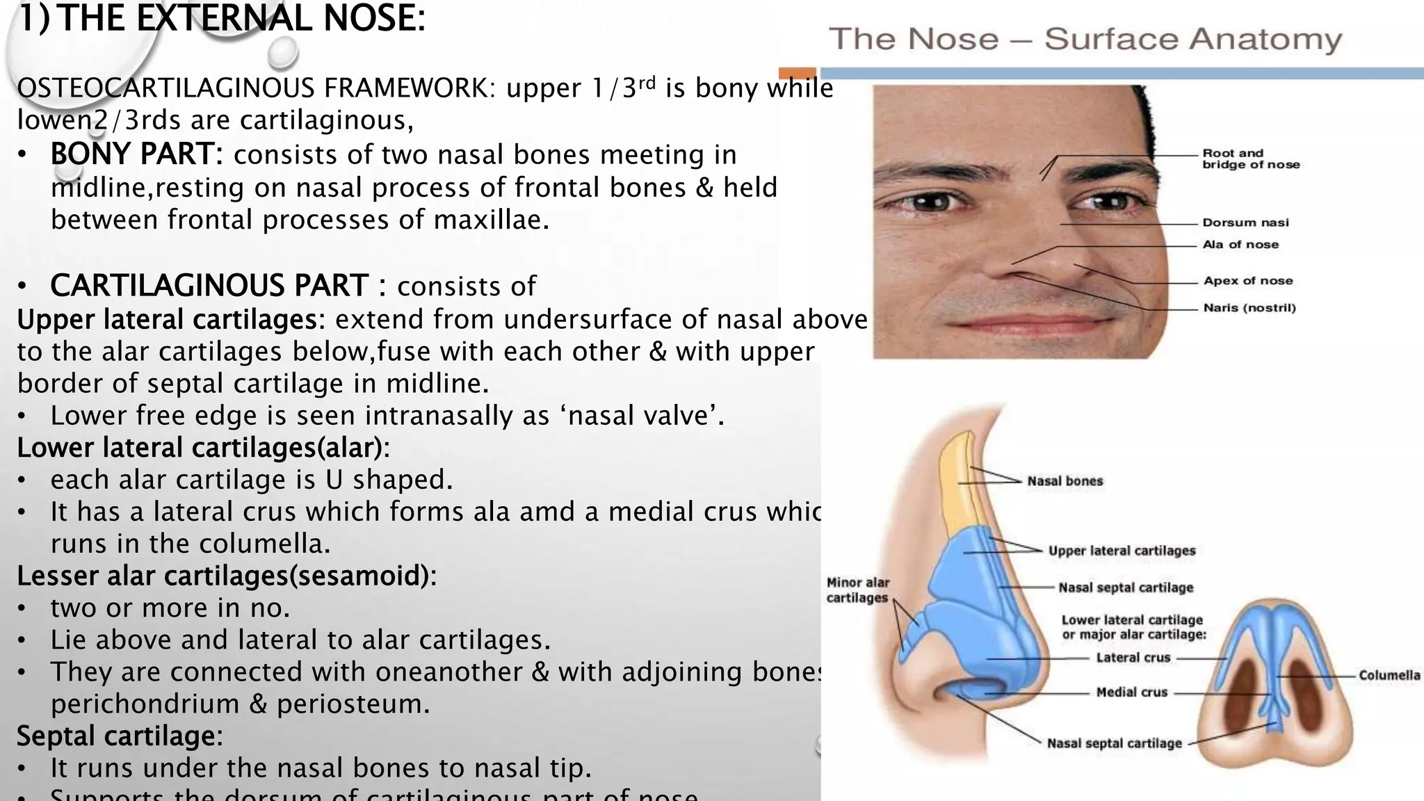 ANATOMY AND PHYSIOLOGY OF EAR, NOSE, THROAT and NEWER INVESTIGATION ...