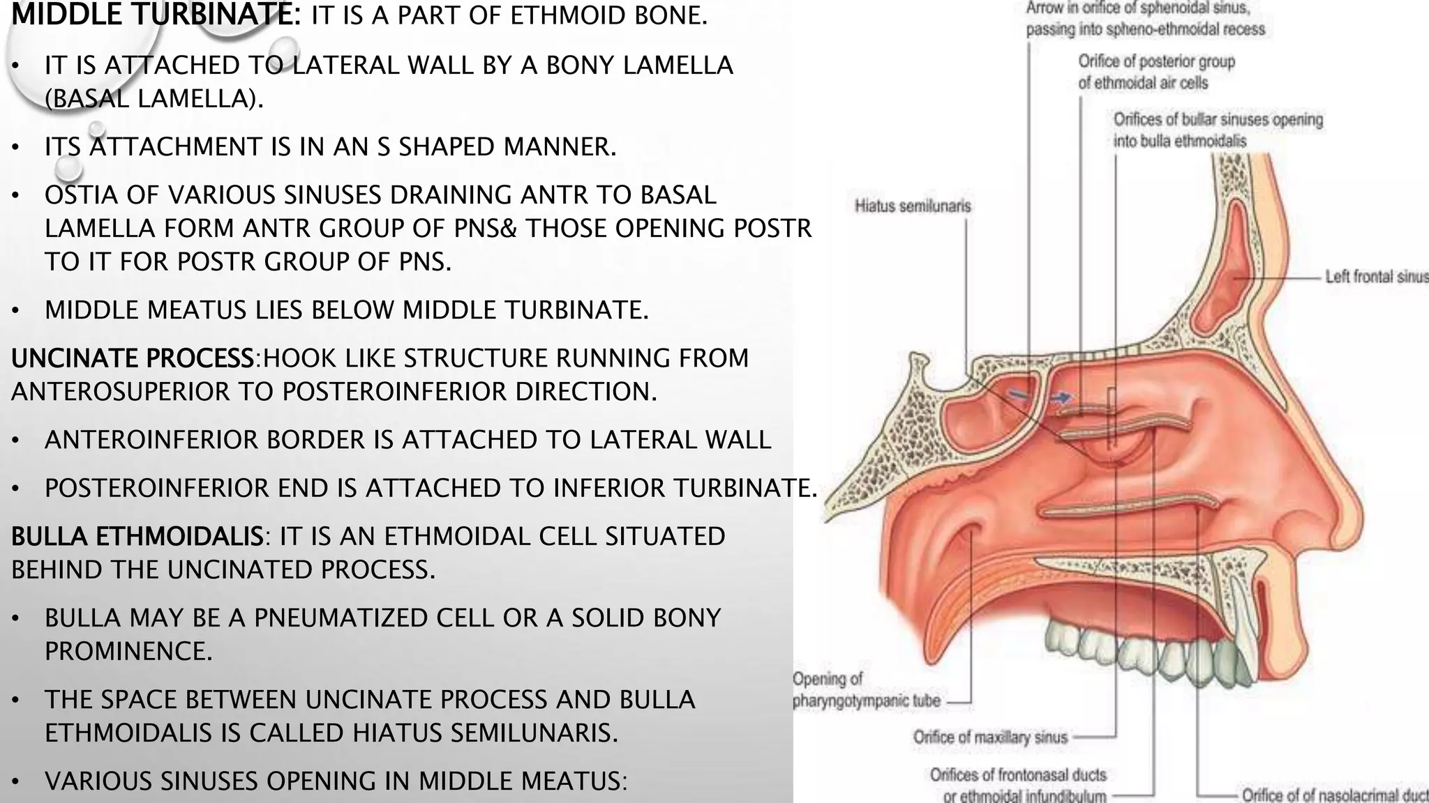 ANATOMY AND PHYSIOLOGY OF EAR, NOSE, THROAT and NEWER INVESTIGATION ...