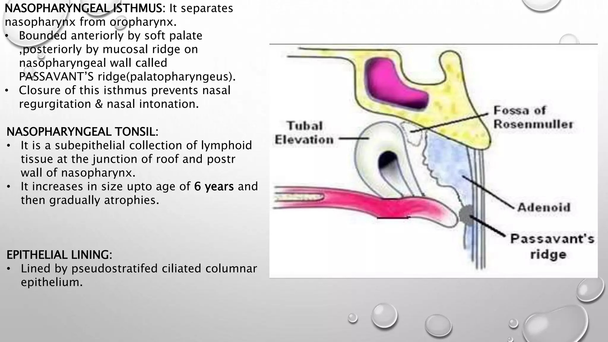 ANATOMY AND PHYSIOLOGY OF EAR, NOSE, THROAT and NEWER INVESTIGATION ...