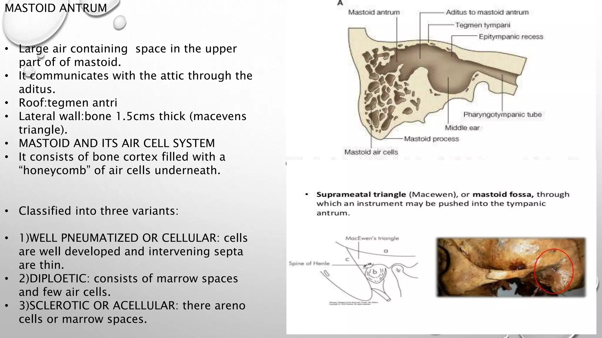 ANATOMY AND PHYSIOLOGY OF EAR, NOSE, THROAT and NEWER INVESTIGATION ...