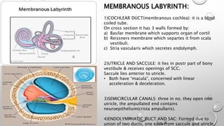 ANATOMY AND PHYSIOLOGY OF EAR, NOSE, THROAT and NEWER INVESTIGATION ...