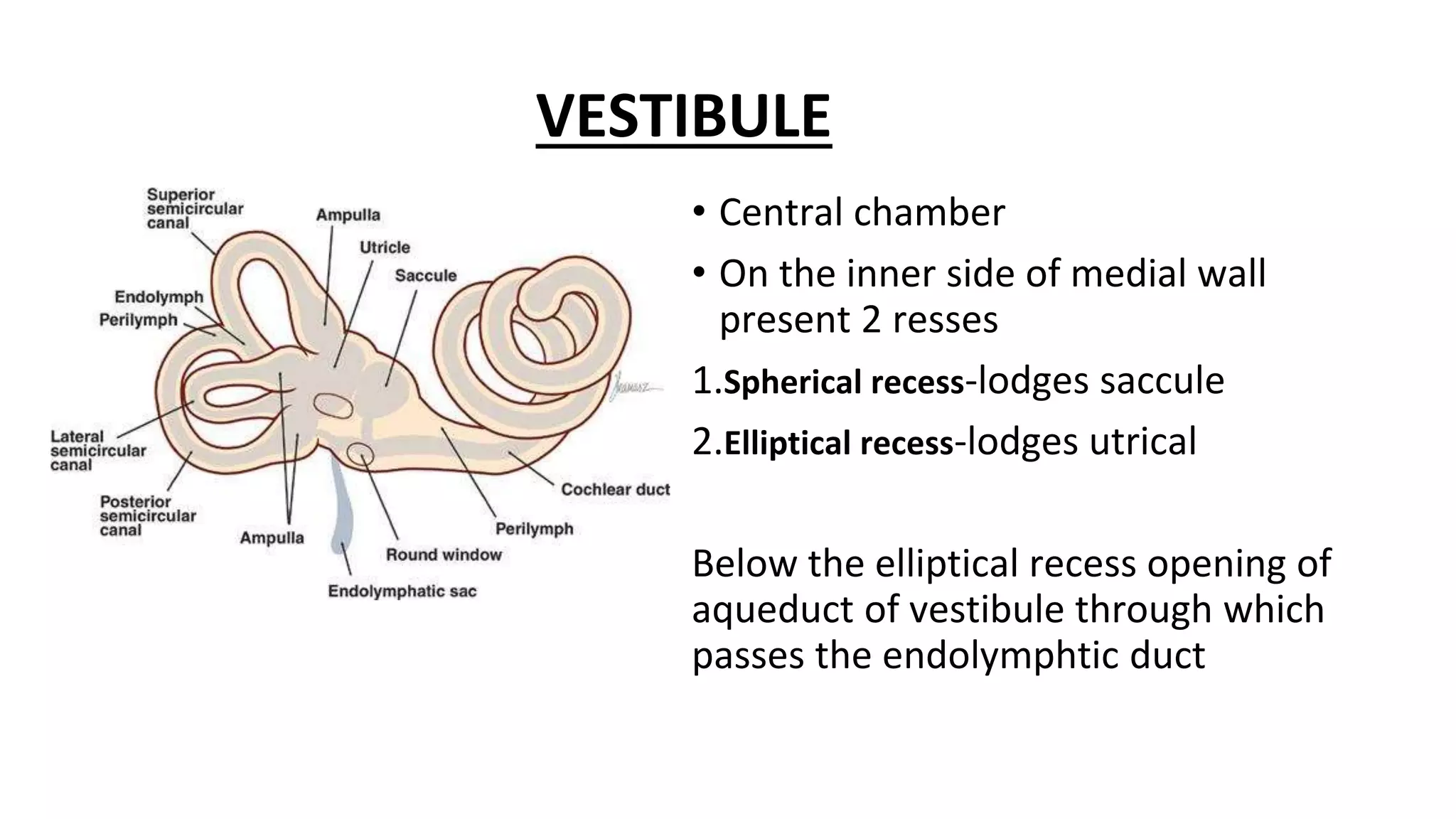 Anatomy of Inner Ear | PPTX | Ear, Nose and Throat Conditions ...