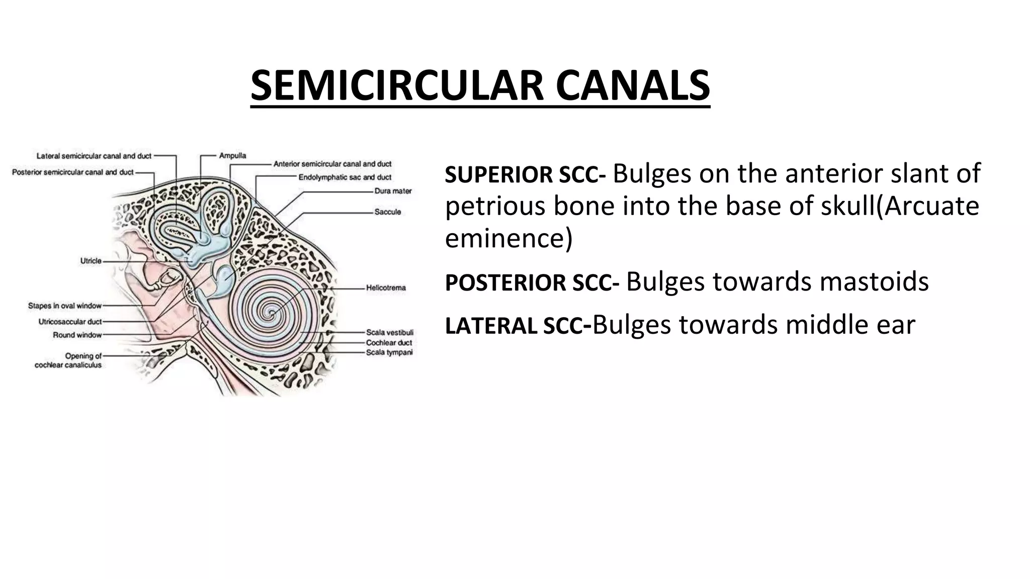 Anatomy of Inner Ear | PPTX | Ear, Nose and Throat Conditions ...