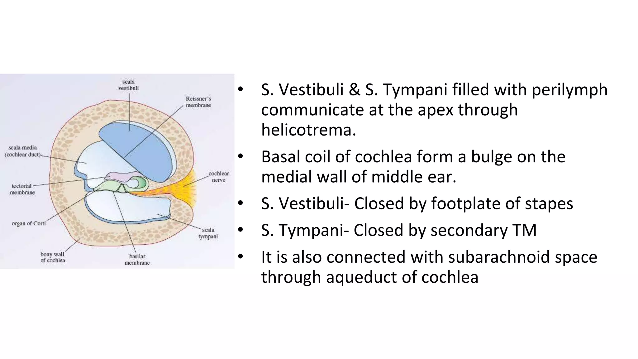Anatomy of Inner Ear | PPTX | Ear, Nose and Throat Conditions ...