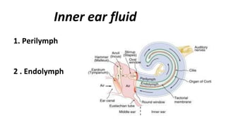 Anatomy of Inner Ear | PPTX | Ear, Nose and Throat Conditions ...