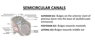 Anatomy of Inner Ear | PPTX | Ear, Nose and Throat Conditions ...