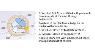 Anatomy of Inner Ear | PPTX