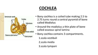 Anatomy of Inner Ear | PPT