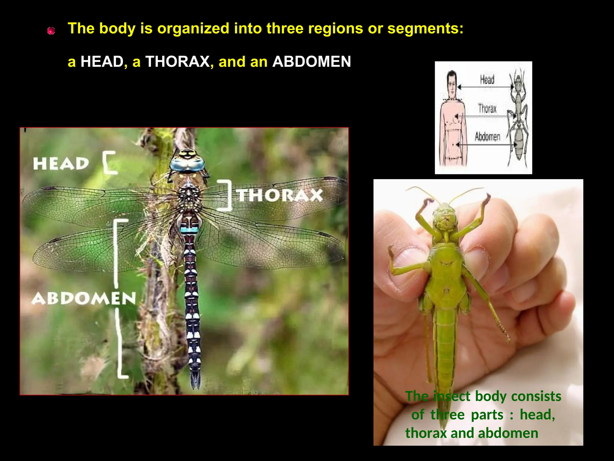 Ent 201 1st lecture.p agricultural pests | PPT