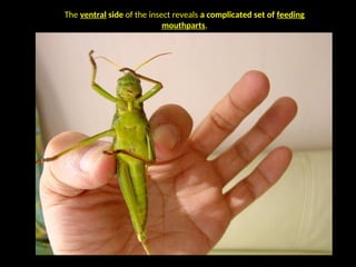 Ent 201 1st lecture.p agricultural pests | PPT | Biological Sciences ...