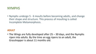 Comparative study of life history strategies in HEMIMETABOLA INSECTS ...